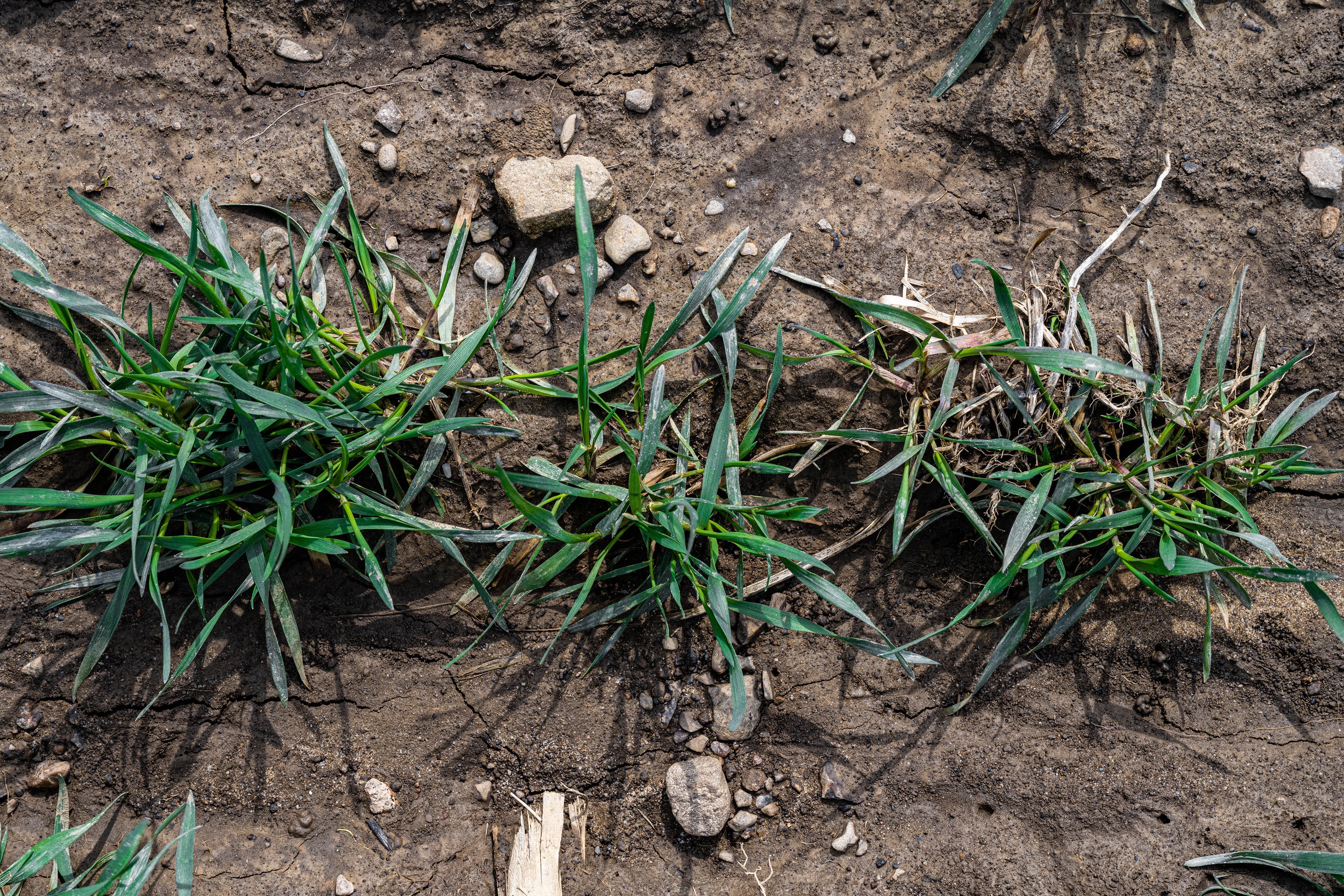 The Regenerative Power of Spelt: An Ancient Grain for Modern Soil Heal ...