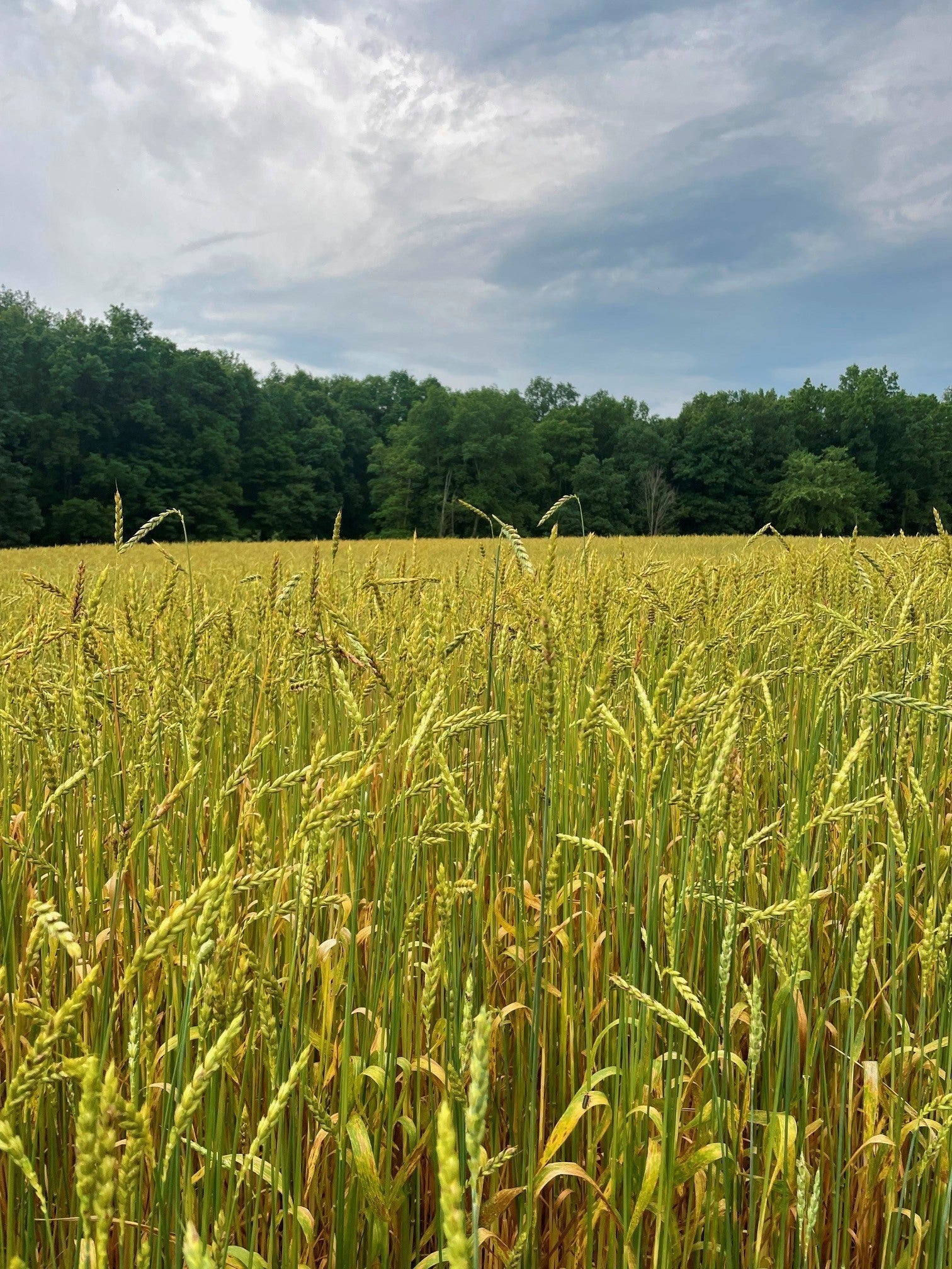 Spelt Revival: Ancient Grains in Ohio – Fusek Flour Co.