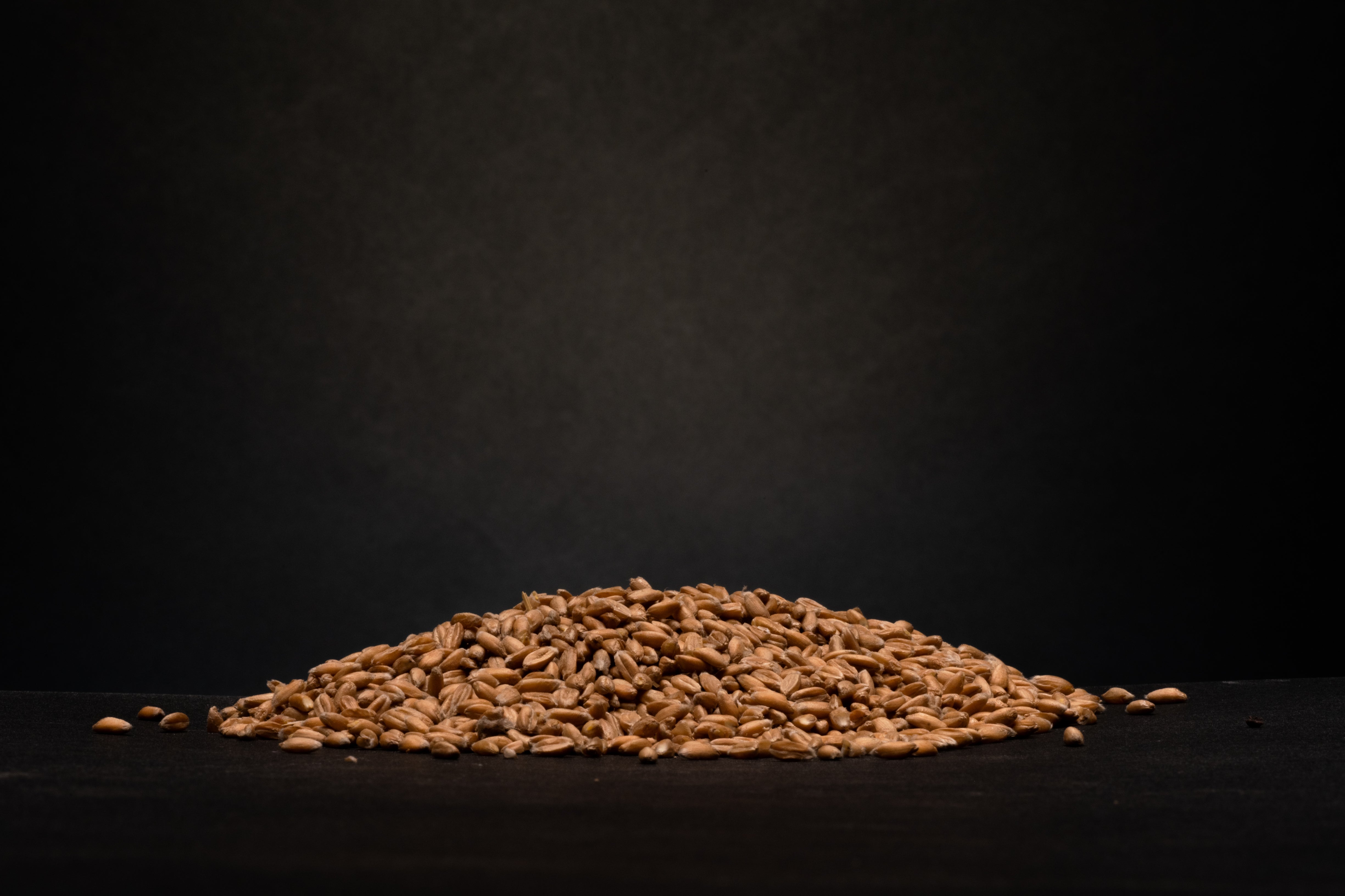 Oberkulmer Spelt Berries - Ancient Swiss Whole Grain – Fusek Flour Co.